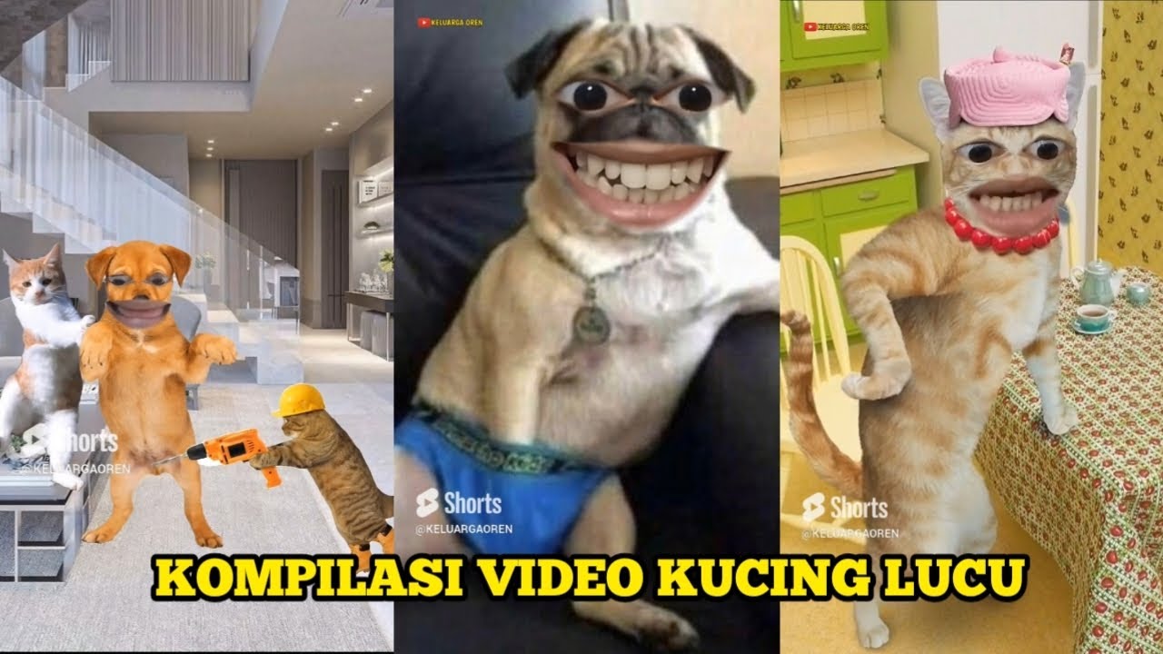 Kompilasi video lucu kucing bisa ngomong part 23 - YouTube