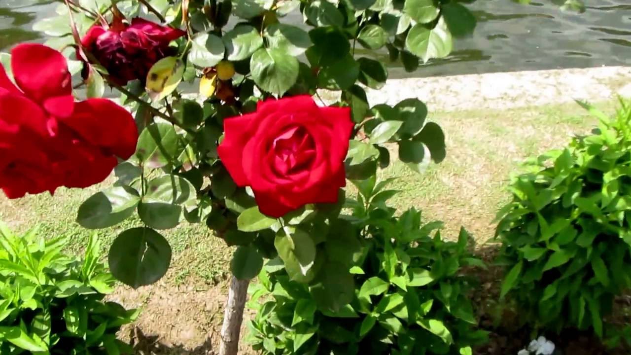 Beautiful Very Big Size Multi Color Roses and Flowers at Shalimar ...