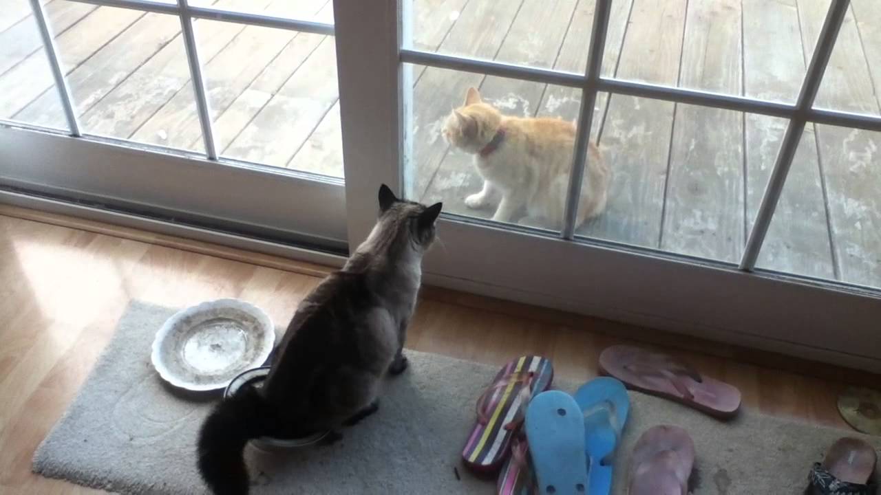 Cats Fight Through Window - YouTube