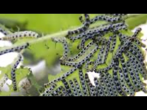 Preserving Catawba Worms the Correct Way for Fish Bait Catfishing Bream ...