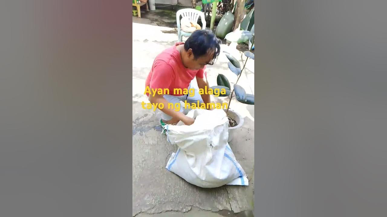 Nag lagay ko ng tae ng baka para sa halaman - YouTube