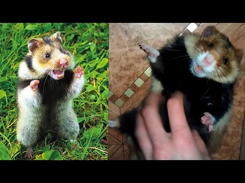 Kadın VAHŞİ HAYVANI evcilleştiriyor! (evet bu bir hamster🐹)