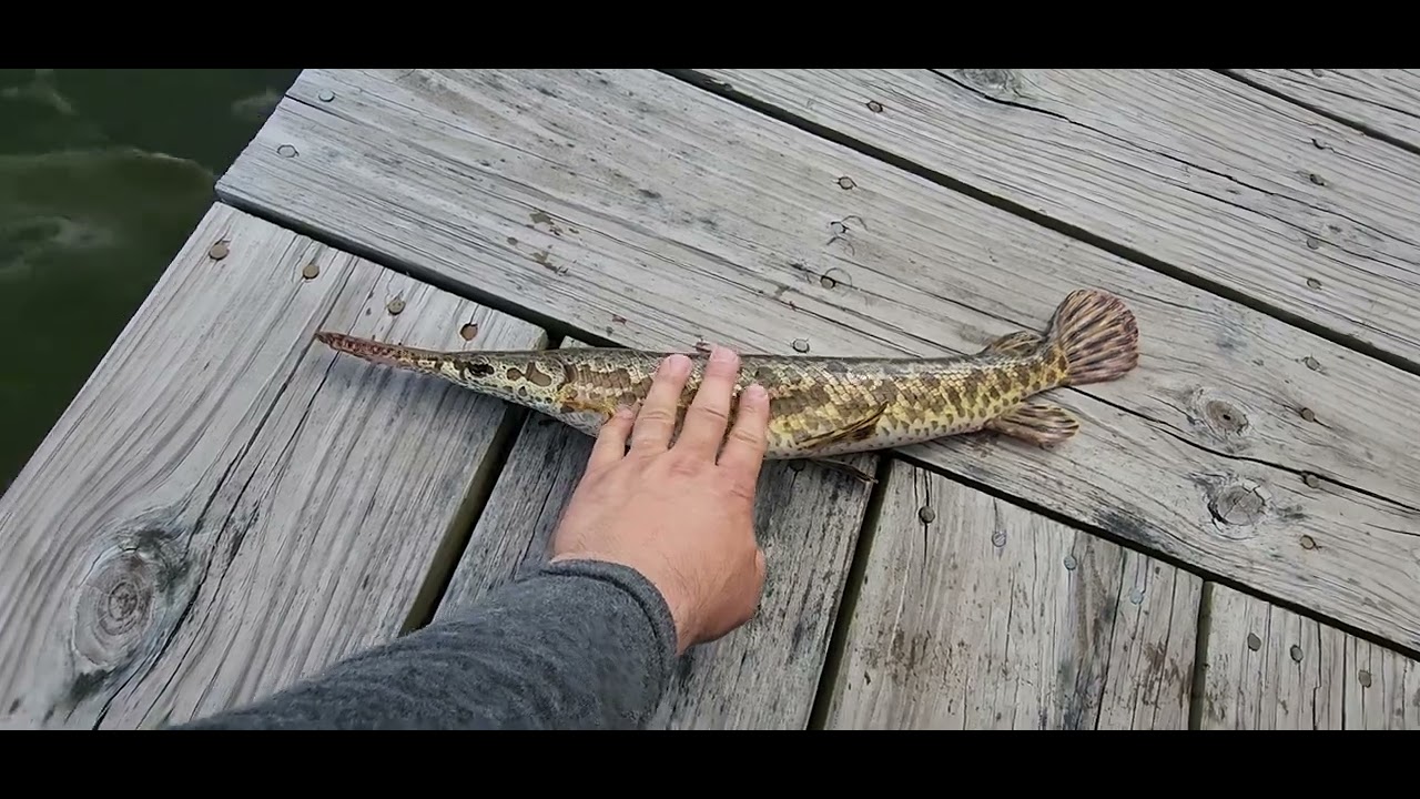 Gar fishing with spinners! - YouTube