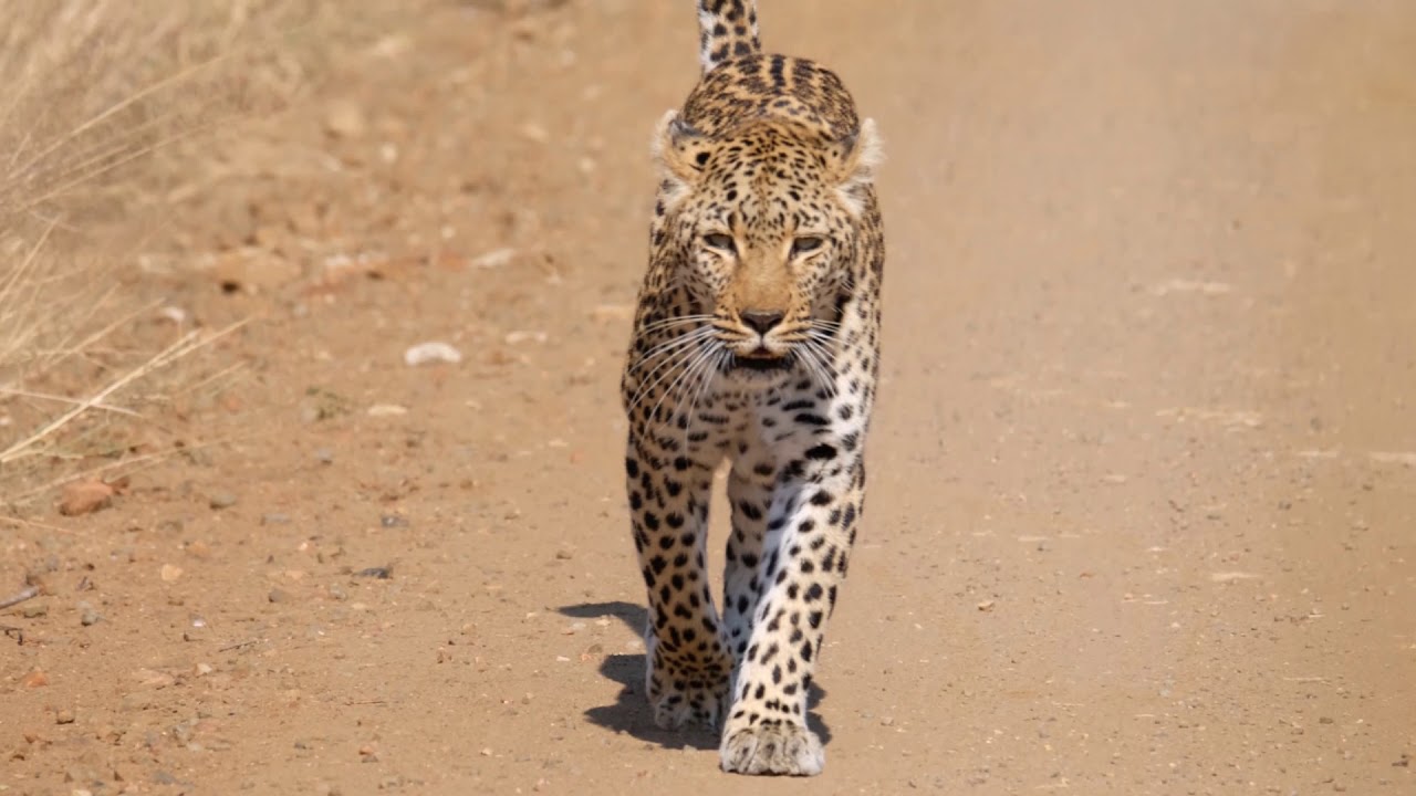 Leopard - YouTube