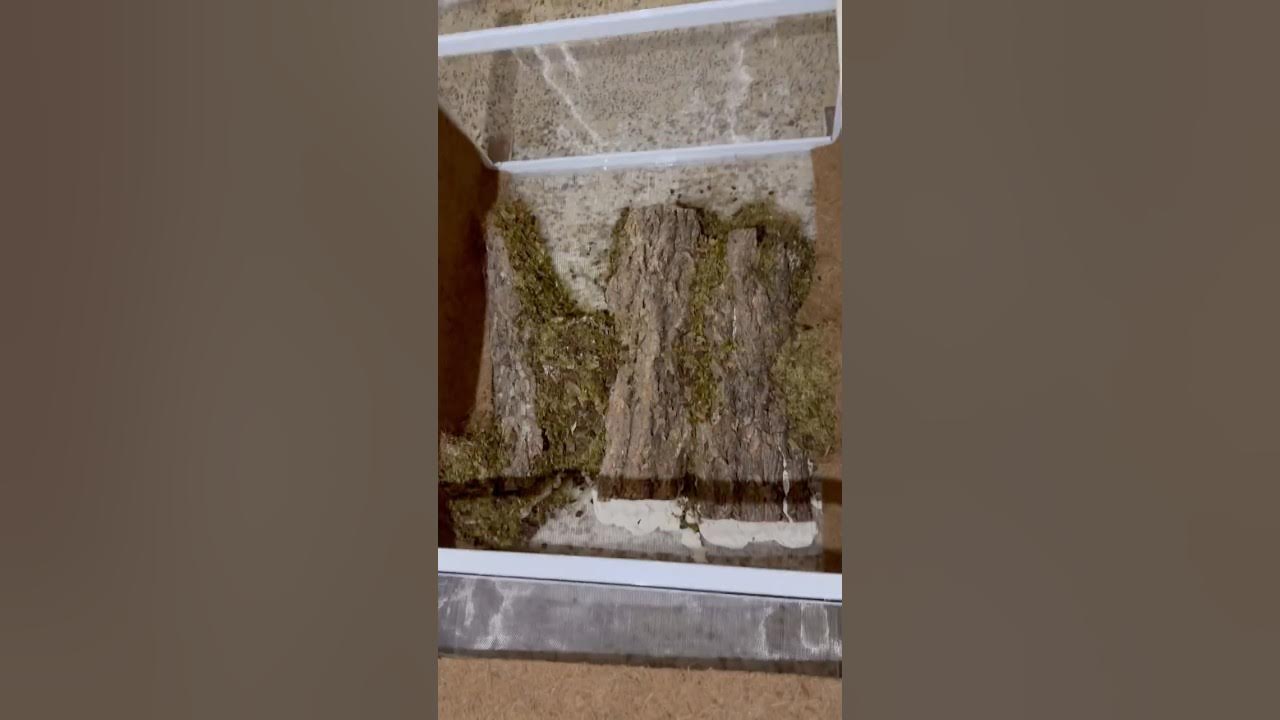 Green Tree Python naturalistic Terrarium build update number 4! # ...