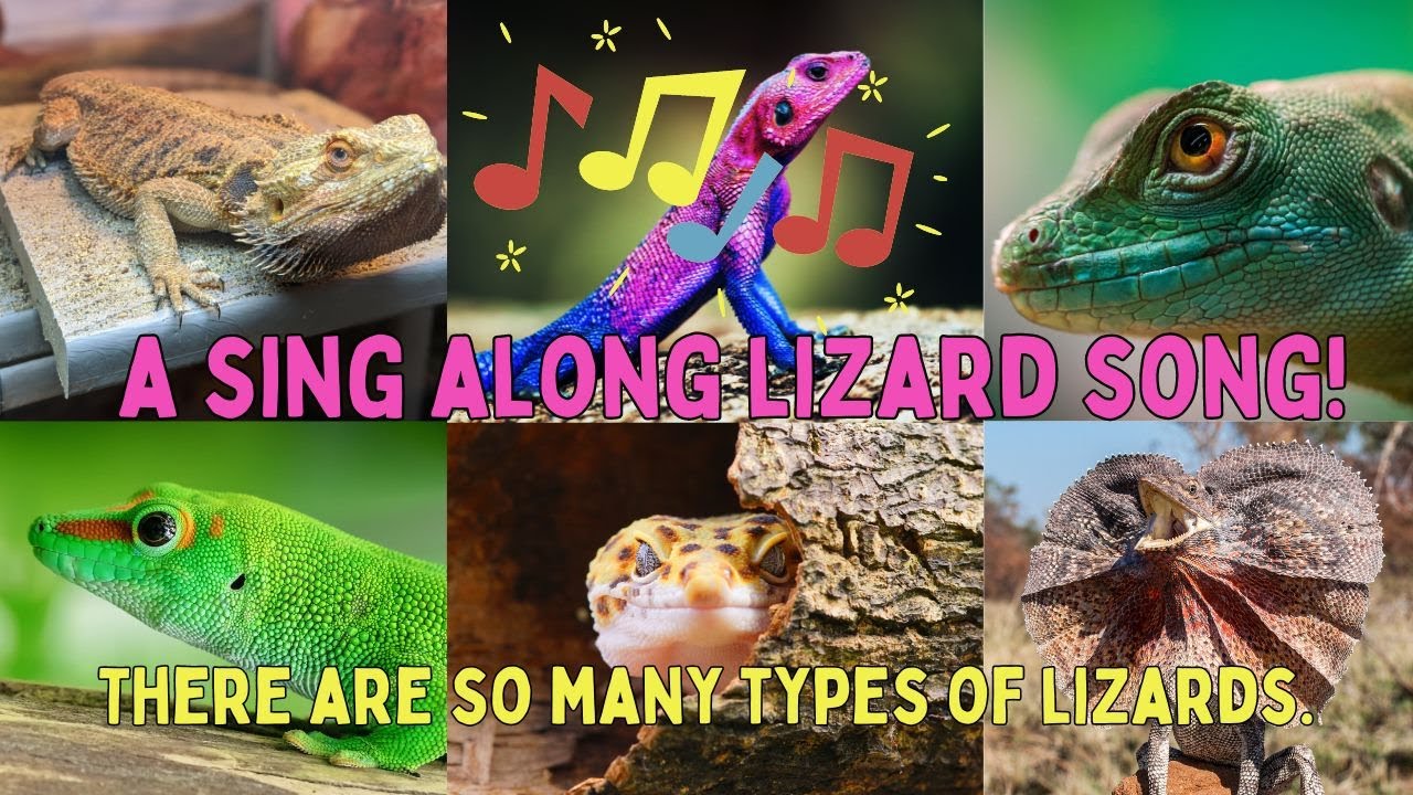 So many types of lizards! A sing along reptile song! - YouTube