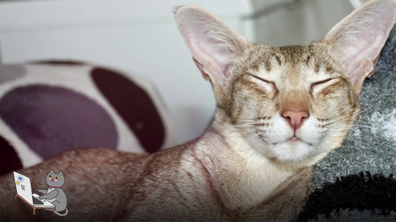 KUCING BERMATA SIPIT DARI ASIA, INILAH KUCING ORIENTAL SHORT HAIR. LUCU ...