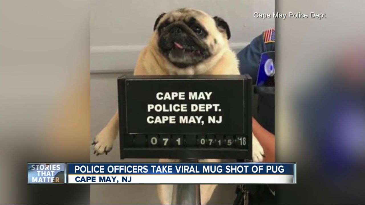 'Pug shot' photo takes internet by storm - YouTube