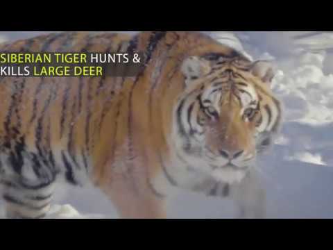 Most Spectacular Tiger Hunting Skills Compilation Deer vs Buffalo - YouTube