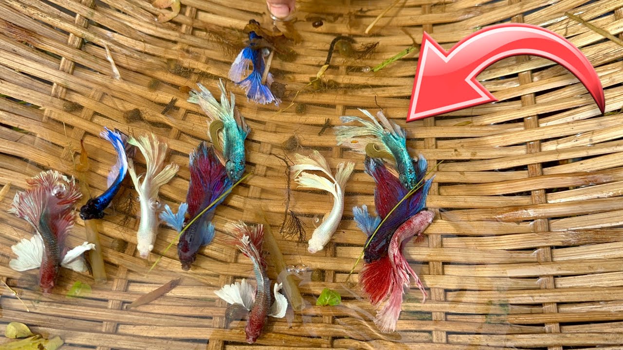 WOW Amazing Betta Fishing in Lotus Lake | Fisher Catch Beautiful Betta Fish | Top Betta Fish ...