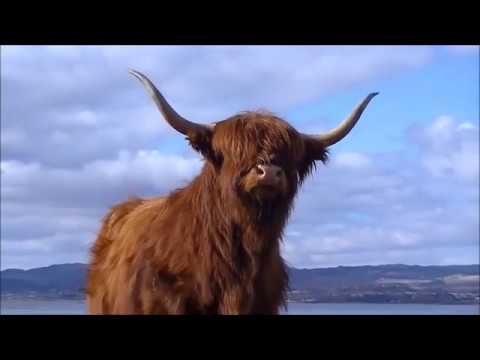 WORMIT, SCOTLAND - YouTube