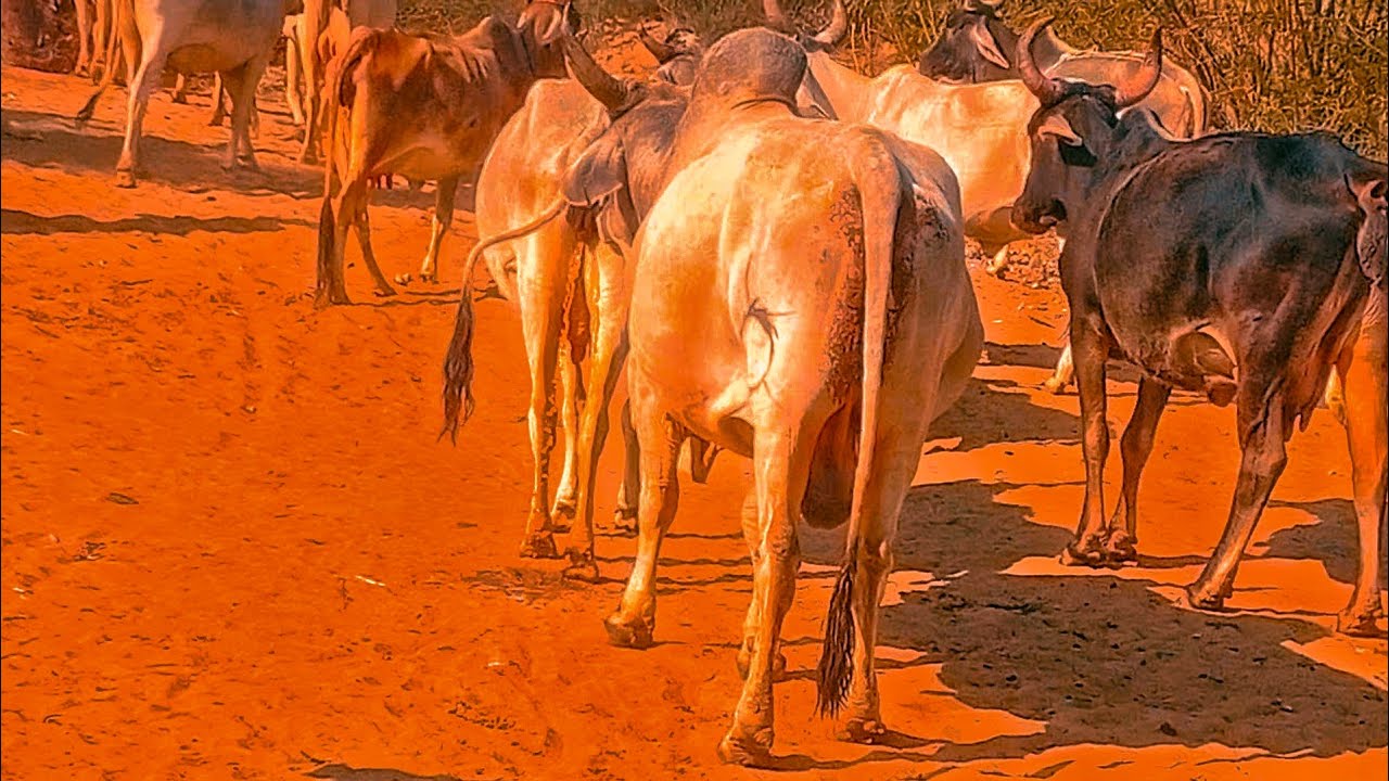 Kankrej Ox and cow meeting time | ox and cow meeting time | cow and ox ...