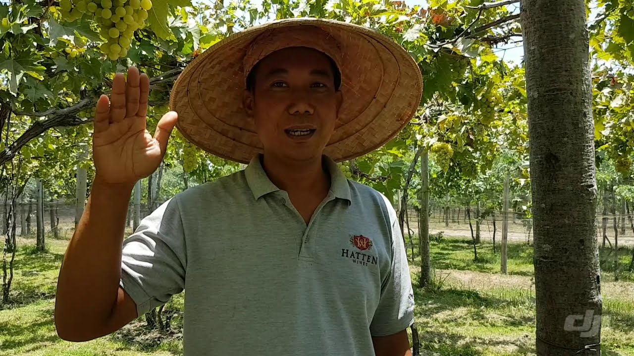 Bali Travel Insider - wine and grapes - YouTube