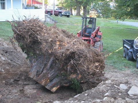 Pulling a Large Maple Stump with a Tractor & Pulley System - YouTube