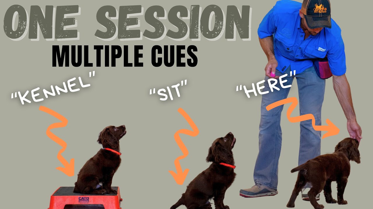 Level Up Your Puppy's Training Game: Teaching Multiple Cues - YouTube