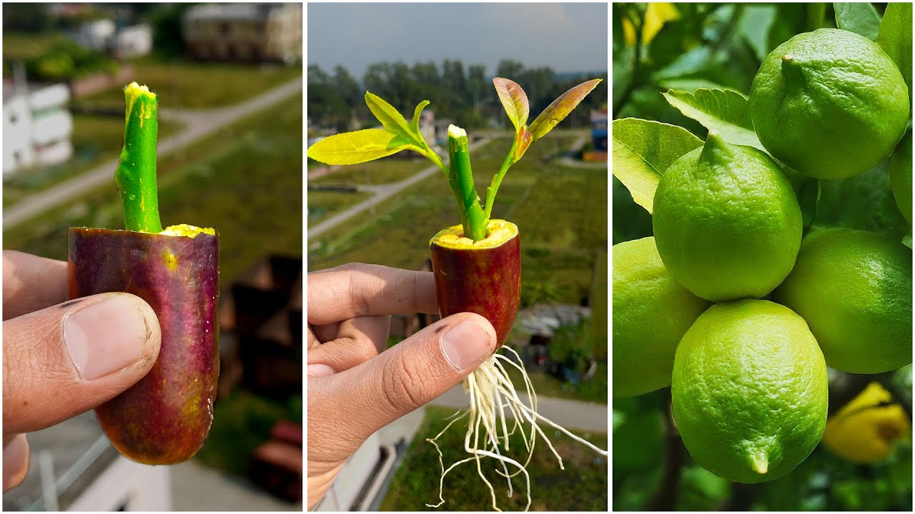 How to grow lemon tree from lemon cutting in brinjal || Gardening ...