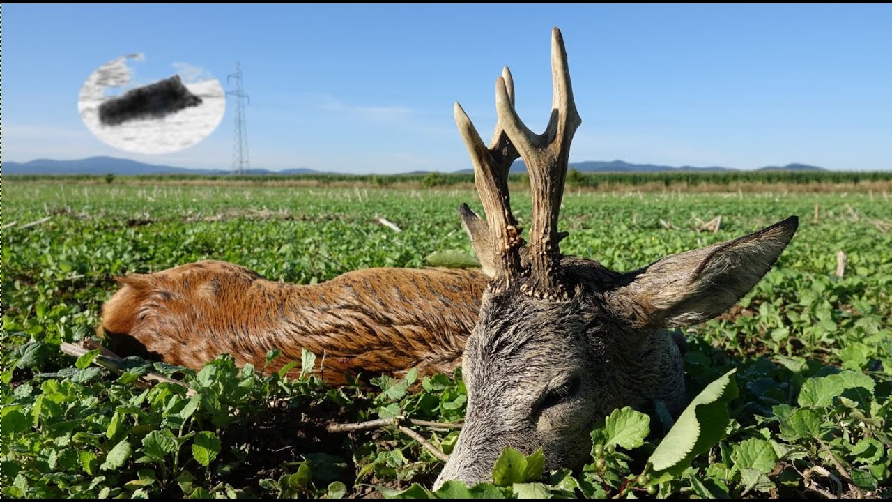 Hunting roebuck in August #3 - 480g roebuck on the parade! - YouTube