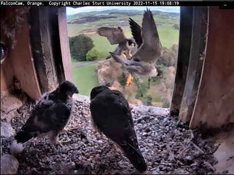 CSU Orange Peregrine Falcons, Prey Delivery and Great hovering (with ...