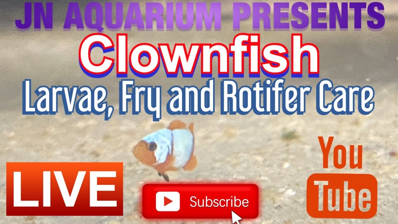 Clownfish Larvae, Fry and Rotifer care - YouTube