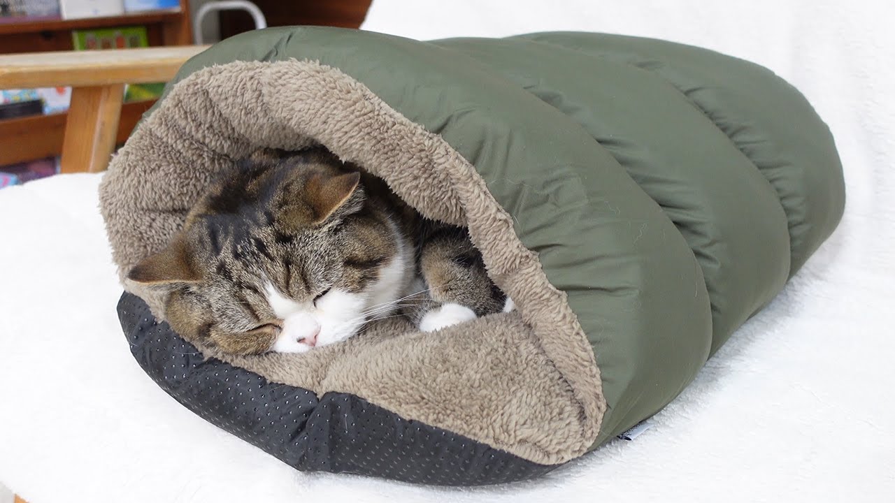 ぬくぬくベッドで寝るねこ。-Maru is sleeping in the warm bed.- - YouTube