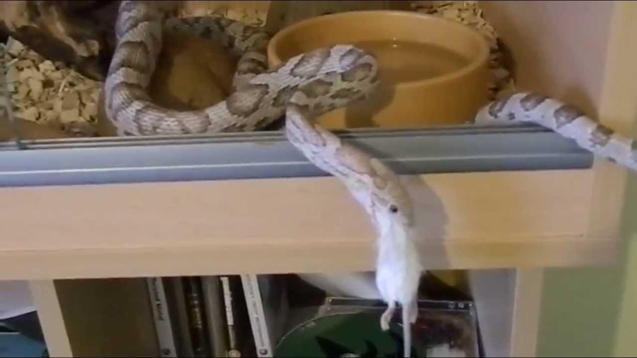 Ghost Corn Snake Eating - YouTube