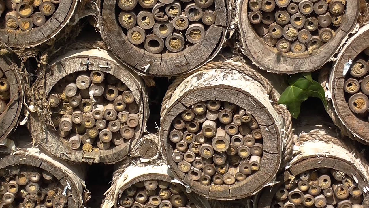 Solitary Bee Log Pile - YouTube