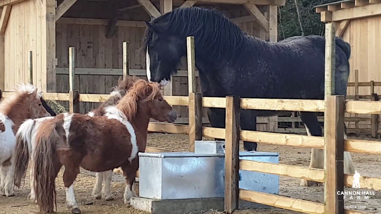 Pony Run Out - Cannon Hall Farm - YouTube