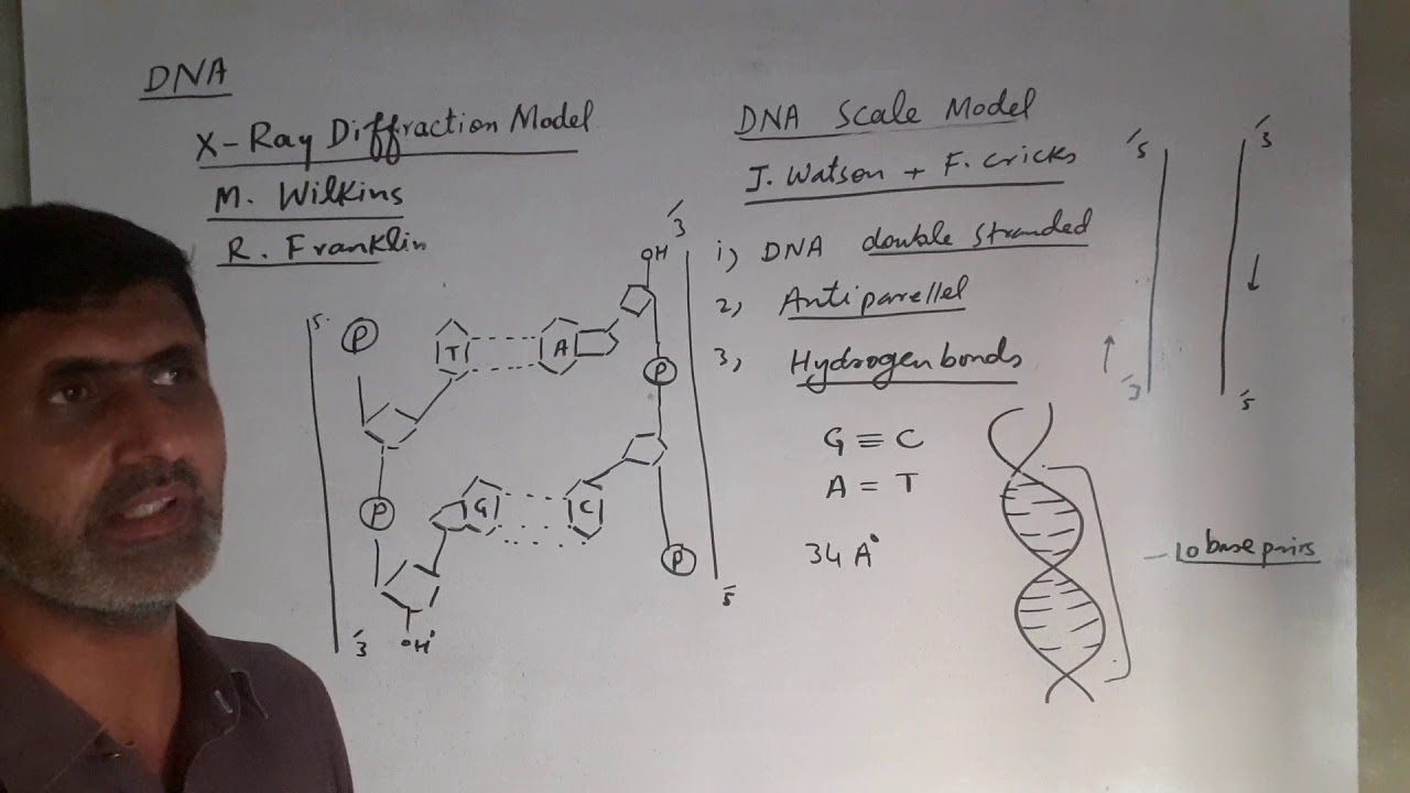 Bio 1st DNA models - YouTube