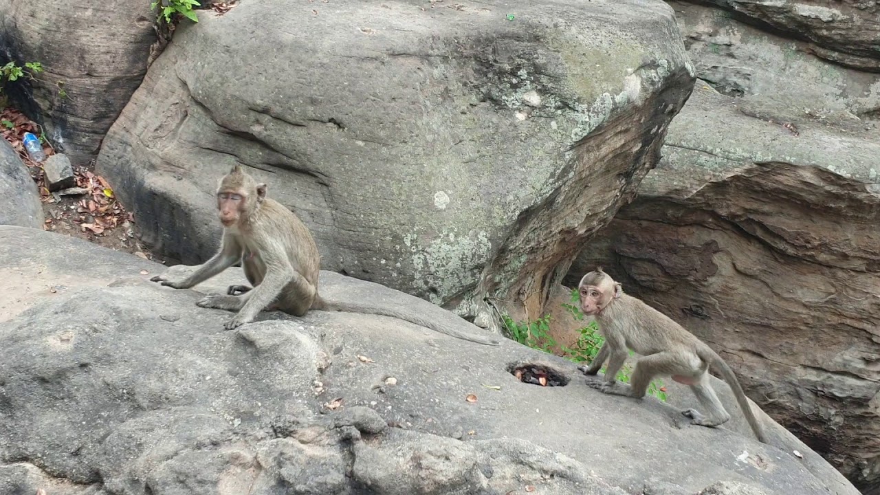 The Monkeys In Cambodia - YouTube