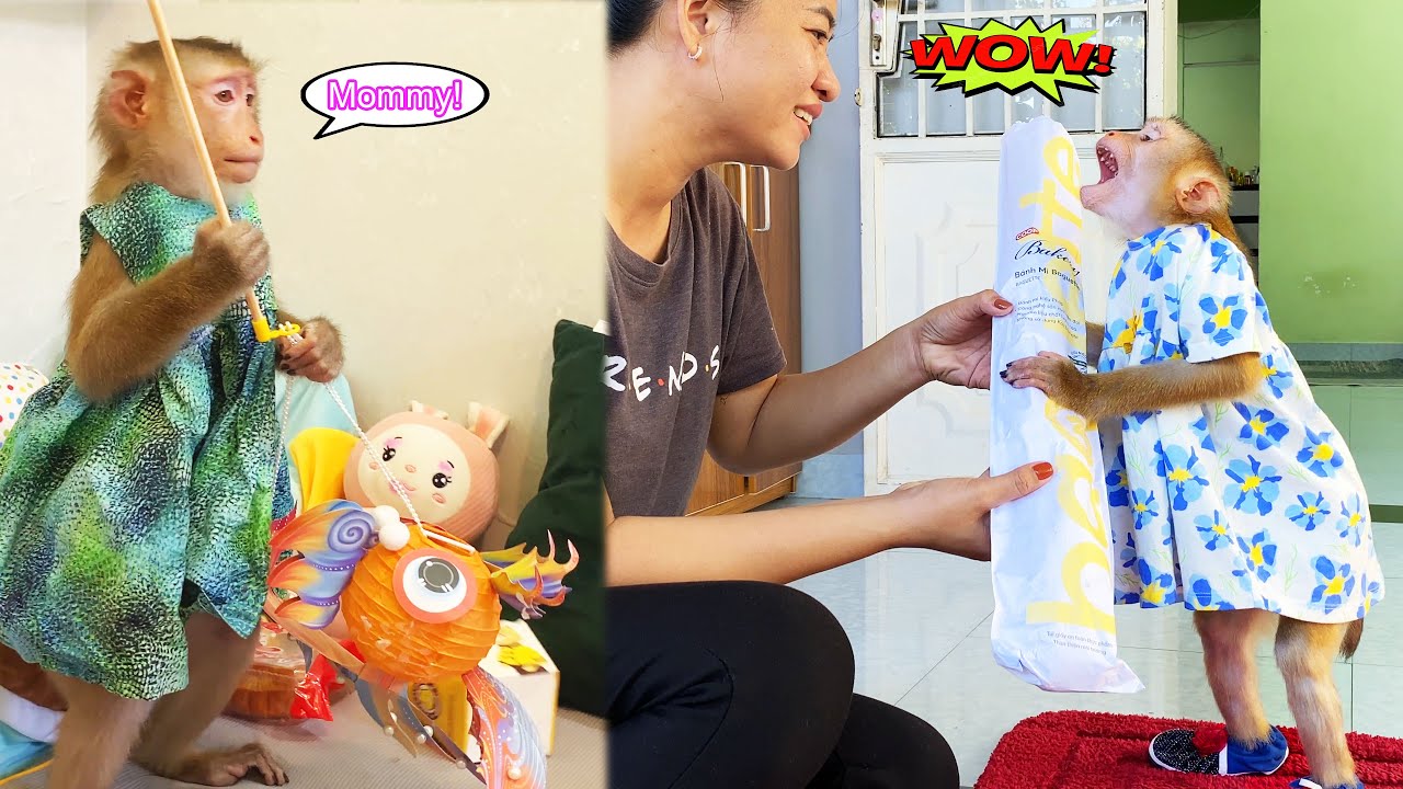 Top super cute moments of Monkey Lyly when she unexpectedly received ...