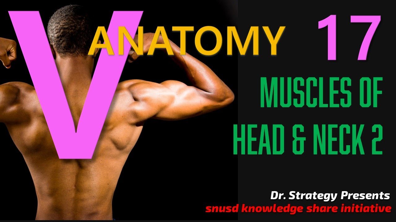 Summary of Head & Neck Muscles Part 2 [Vanatomy #17] with origin and ...