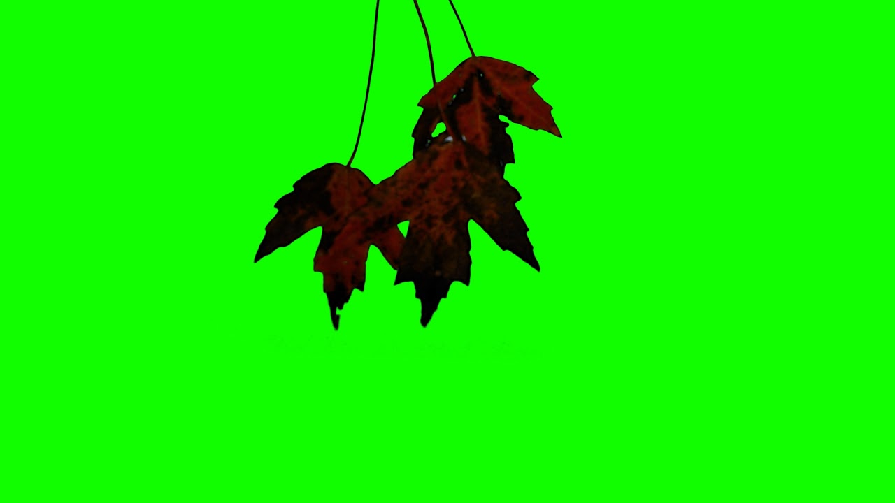FREE HD Green Screen FALL LEAVES - YouTube