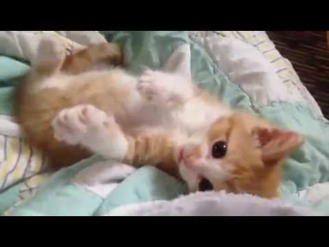 How to play with your new kitten! - YouTube