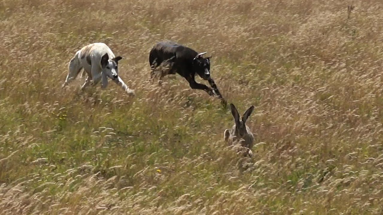 Galgo vs Liebre Coyhaique Parte #1 Temporada 2020 - YouTube
