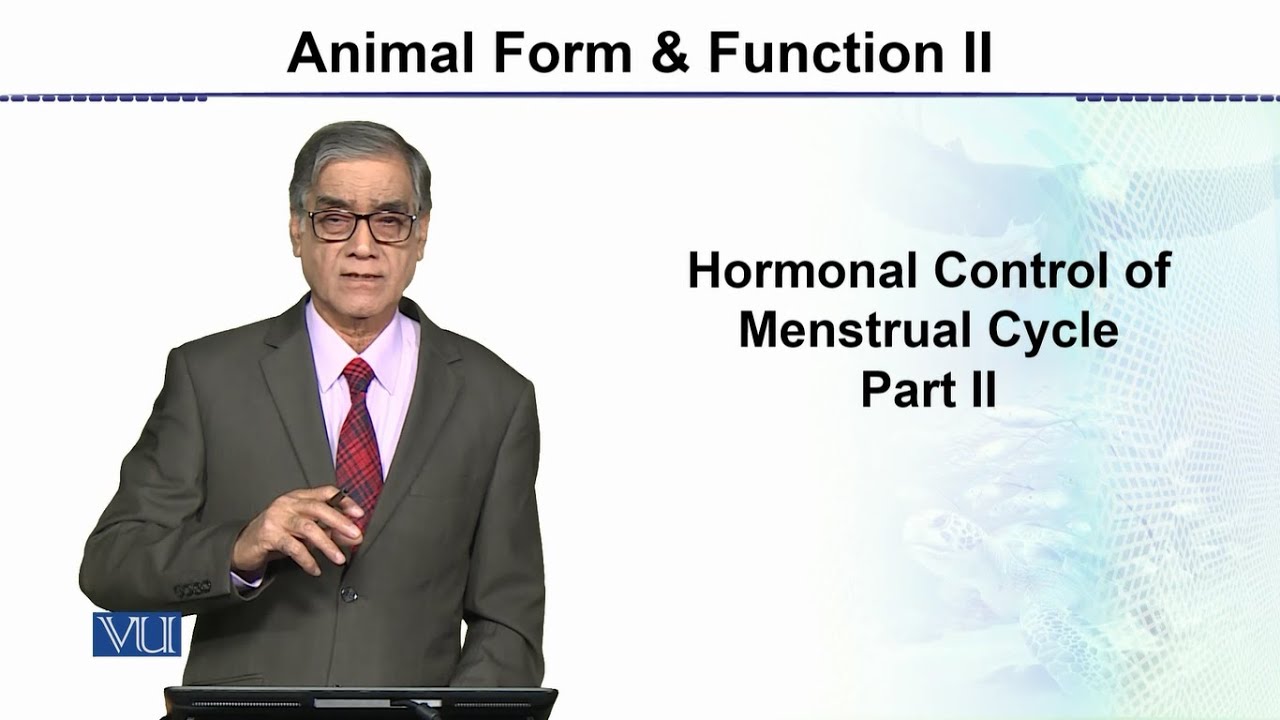 Hormonal Control of Menstrual Cycle - Part 2 | Animal Form & Function 2 ...