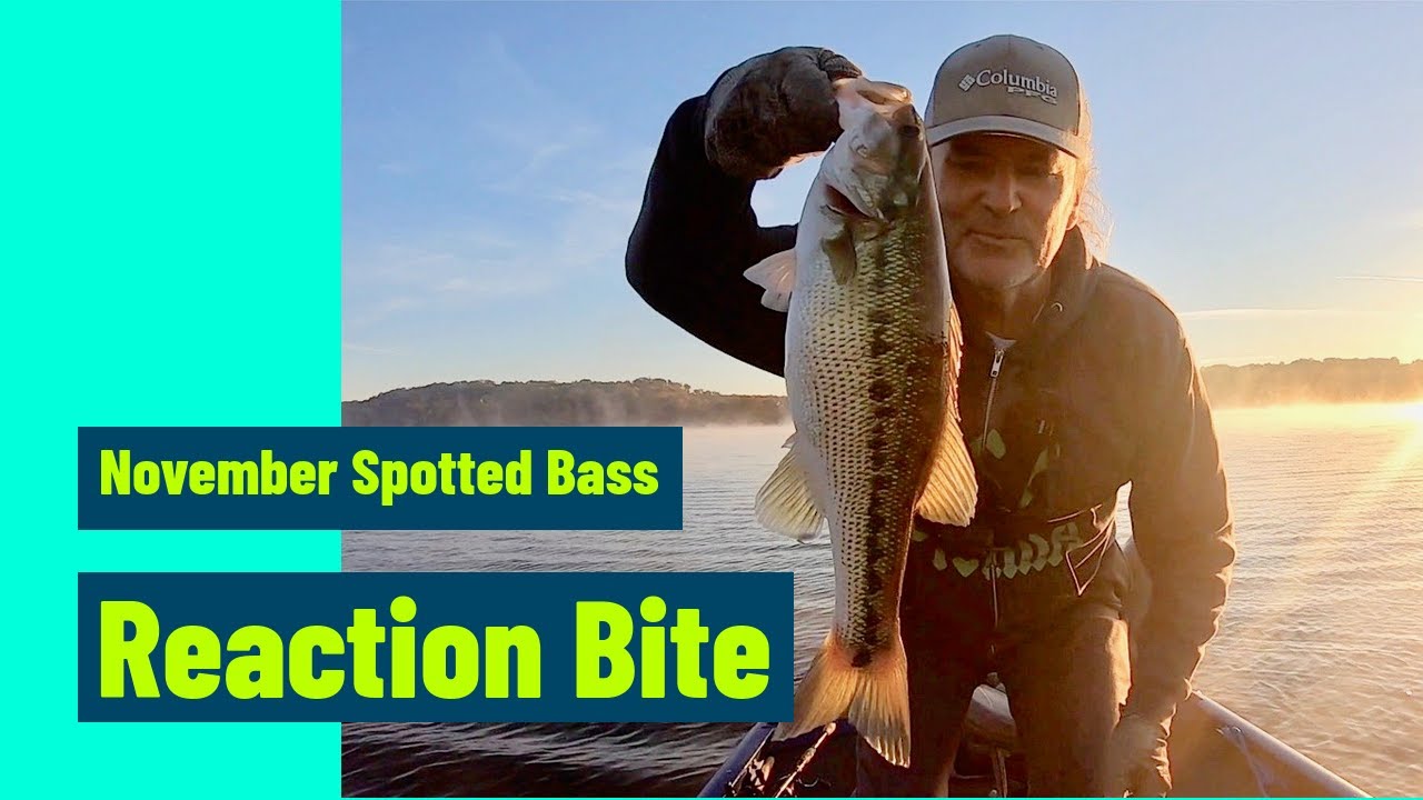 November Spotted Bass Reaction Bite - YouTube