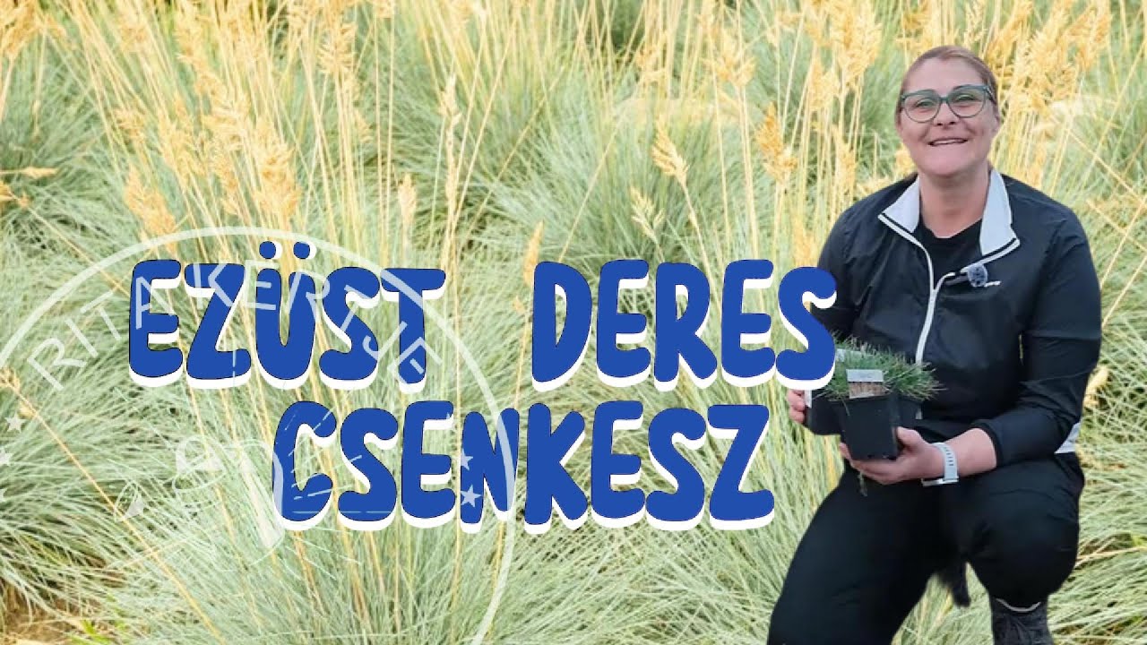 🌿 Ezüst deres csenkesz bemutatása , gondozása tavasszal – így ...