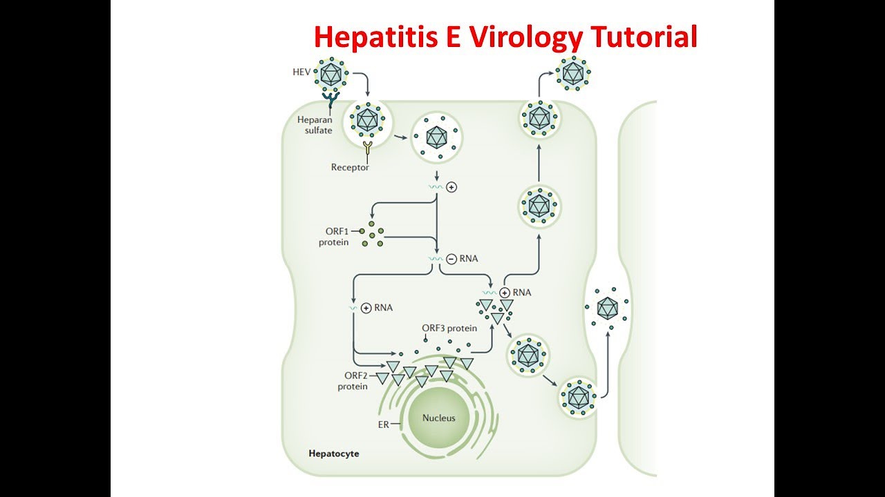 Hepatitis E Virus Virology Pathophysiology Transmission Diagnosis ...