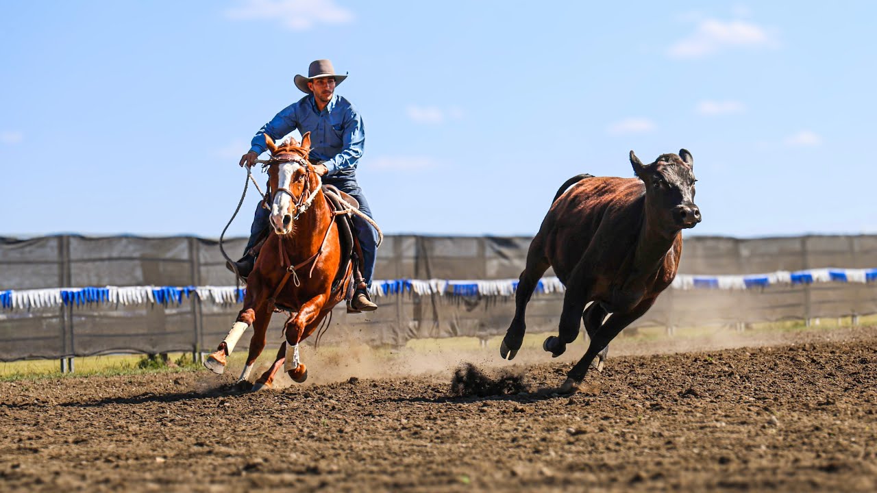 What is CAMPDRAFTING? - YouTube