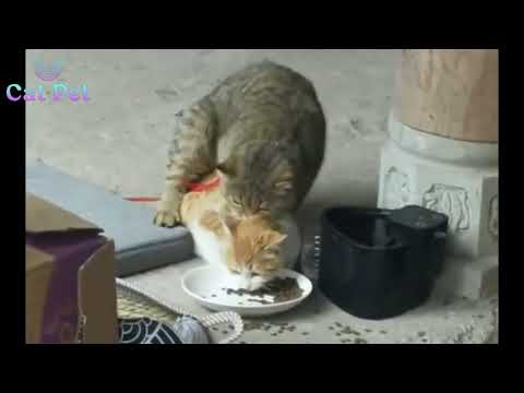 How Old Are Cats When They Start Mating