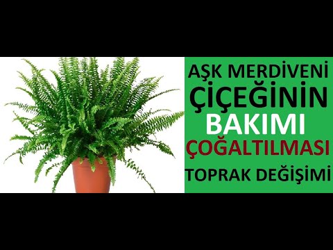 Aşk merdiveni çiçeğinin bakımı, sulanması, toprak değişimi ve çoğalması nasıl yapılmalı? Nephrolepis