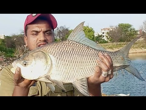 How.To Catch Katla Fish| Big King Size katla Fish | Katla Fish pakadne ...