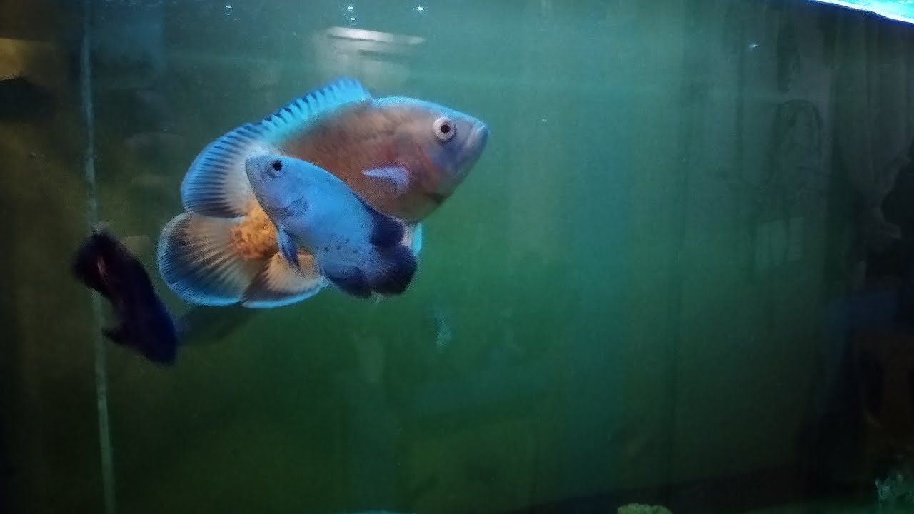 Hundred Gallon OSCAR FISH Tank Setup Update - YouTube