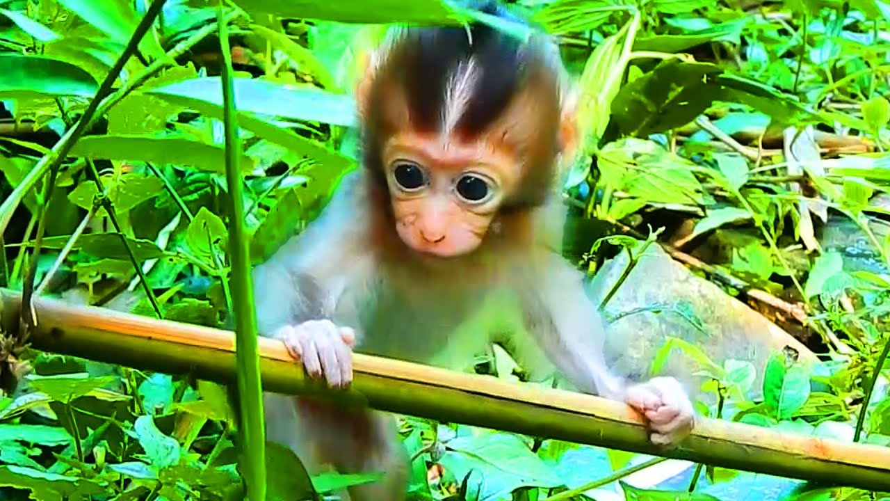 OMG! A LITTLE BABY RAINBOW MONKEY LOST MOM ROSE MONKEY TODAY, LOOK SO ...