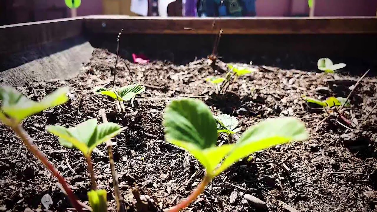 SBUSD OUTDOOR CLASSROOM 5PM SHOW - YouTube