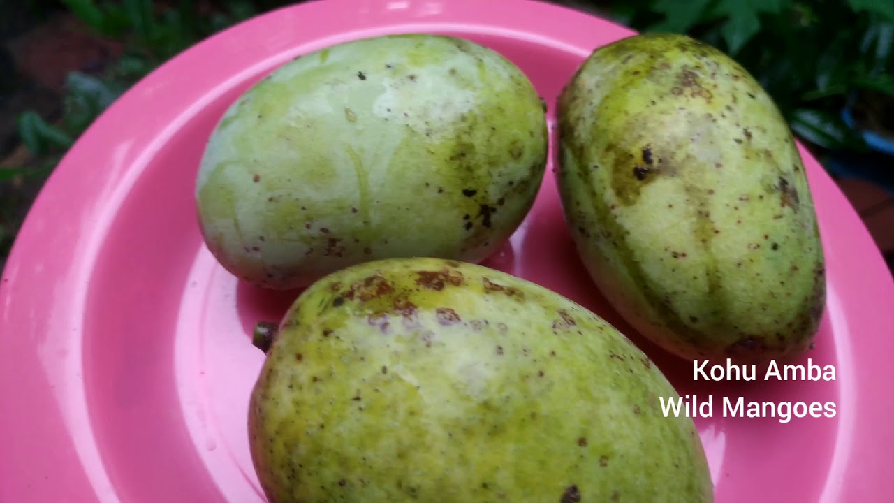 Kohu Amba / Wild Mangoes in Sri Lanka - YouTube