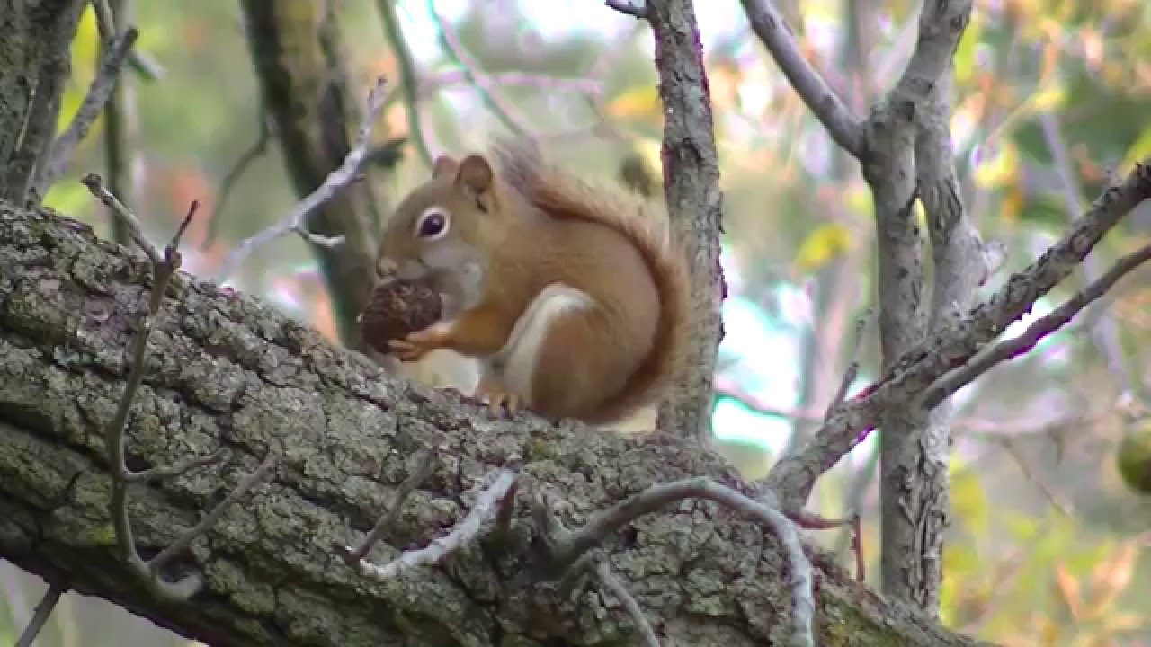 Videos For Cats to Watch , Beautiful Birds, Squirrels, Rabbits ...