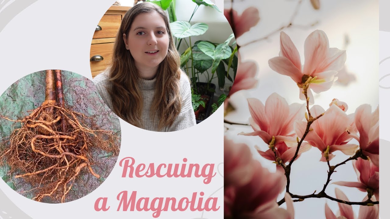 Rescue A Magnolia With Me 😊 - YouTube