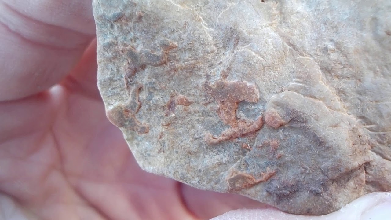 Cambrian shale a trace of fossil Oct 24 2019 - YouTube
