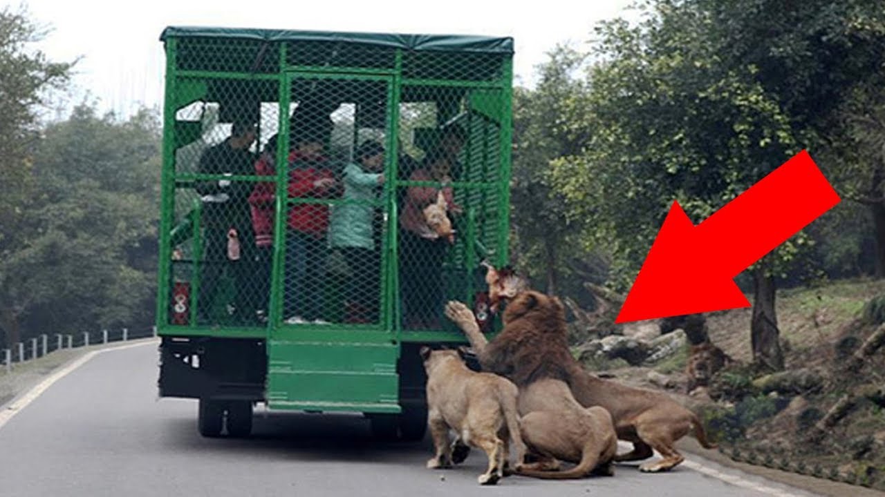 This Zoo Locks People In Cages Instead Of Animals - YouTube
